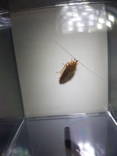 Dangerous Cockroach Or Amber Wood Cockroach Rwhatsthisbug