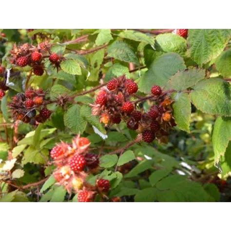 Rubus Phoenicolasius Japanese Wineberry