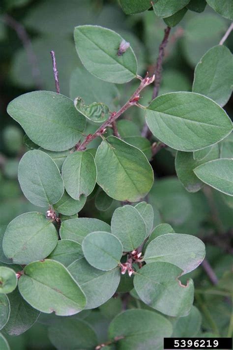 Cotoneaster Alberta Invasive Species Council