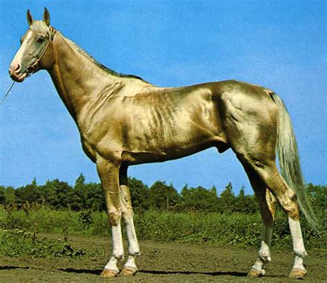 The Breed Akhal Teke Association Of America