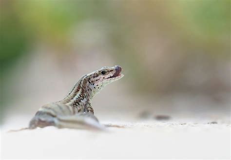 Die Scheue Forum Für Naturfotografen