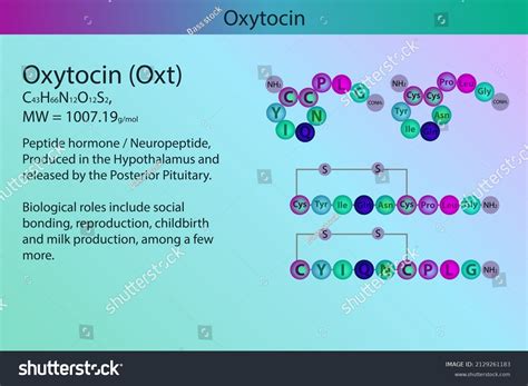 ภาพ ภาพสต็อก วัตถุ 3 มิติและเวกเตอร์เกี่ยวกับ Oxytocin Pathway 18