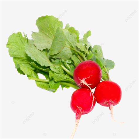 Gambar Sekelompok Lobak Png Vektor Psd Dan Clipart Dengan Background