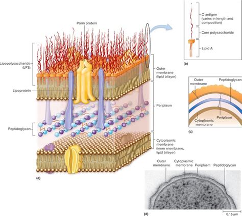 Exploring The Structure Of Gram Negative Cellular Envelope
