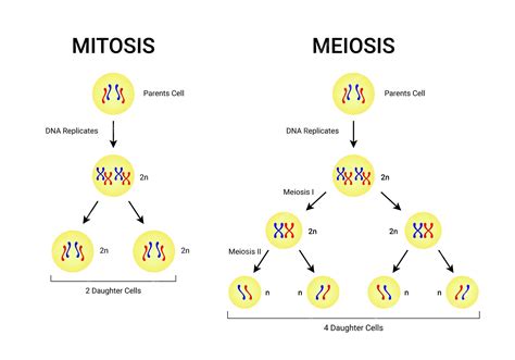 Mitosis Y División De La Meiosis En Las Células Vector Premium
