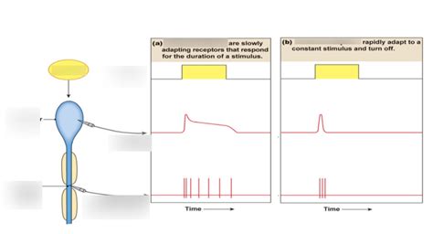 Tonic Versus Phasic Receptors Diagram Quizlet