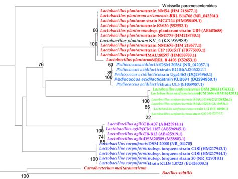Phylogenetic Dendrogram Of 16s Rrna Sequence Of The Isolated Download Scientific Diagram