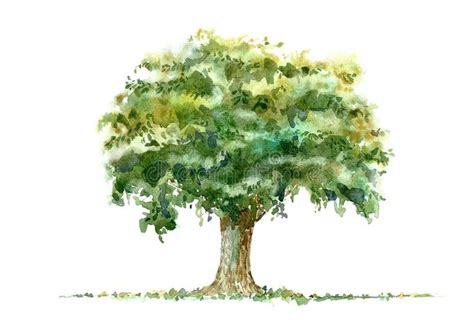 Watercolor Tree Illustration