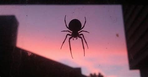 Sunset Spider Imgur