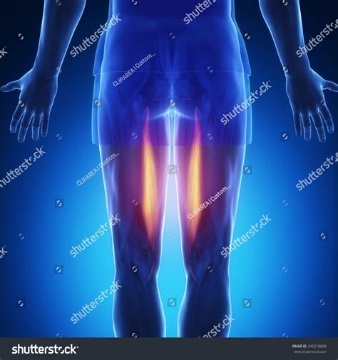 Semitendinosus Stock Illustration 345318608