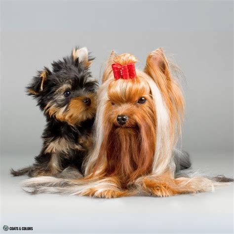 Adult Yorkie Colors