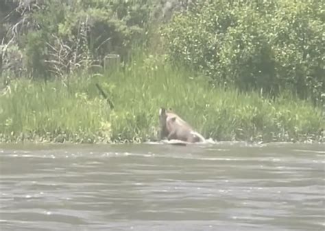 Mountain Lion Spotted Swimming Across River In Colorado With Video