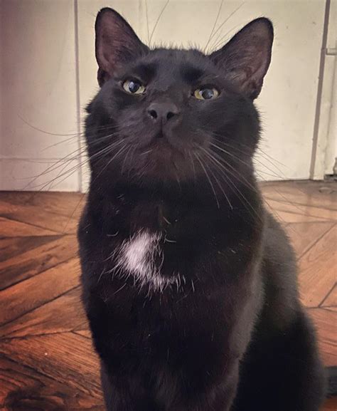 A Void Within The Moon Rvoidcats