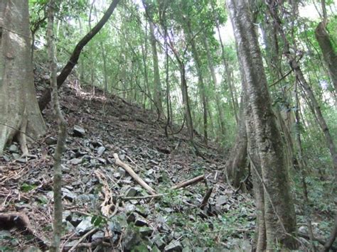 Biodiversity Farming Tabbil Forest • Jane Richens • Brian Doherty