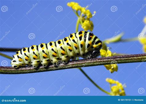 Caterpillar Stock Image Image Of Stem Plant Worm Color 50170151