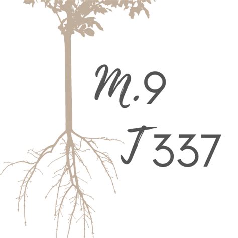 Rootstock Plants For Sale At Katrina Bates Blog