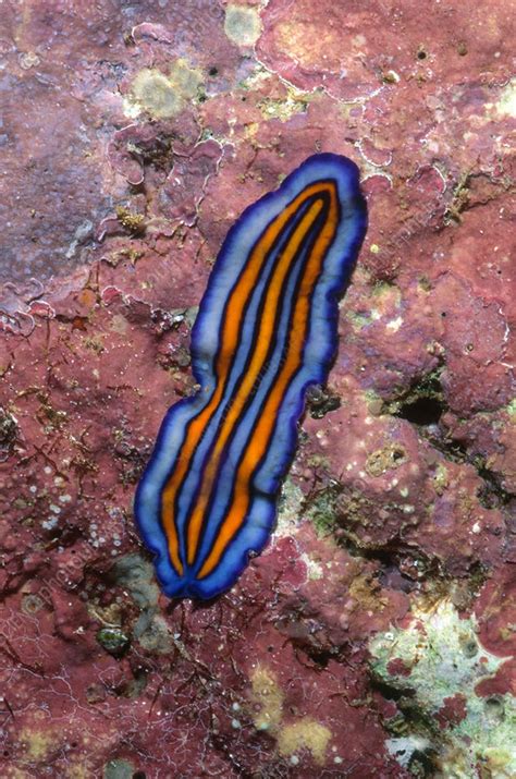 Three Striped Flatworm Stock Image C0039577 Science Photo Library