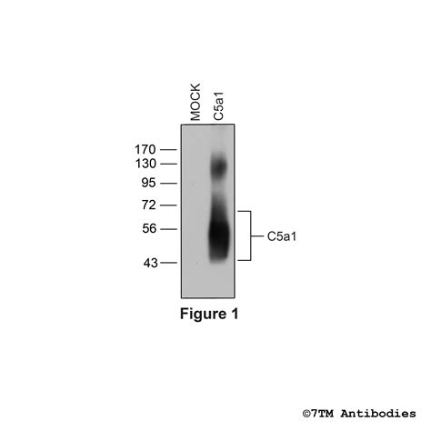 C5a Complement Peptide Receptor 1 Antibodies 7tm Antibodies