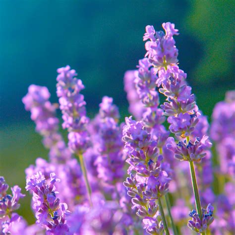 Lavender 4042 Essential Oil Farm Fresh Oils