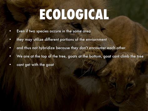 Honey Bee Phylum By Mat24777