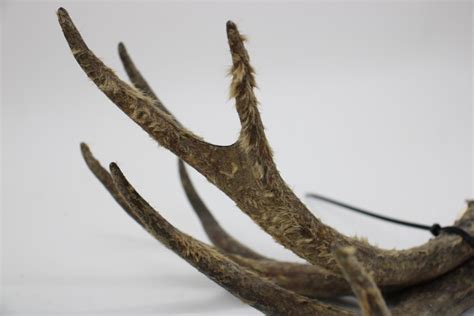 Deer Antlers With Fur Property Room