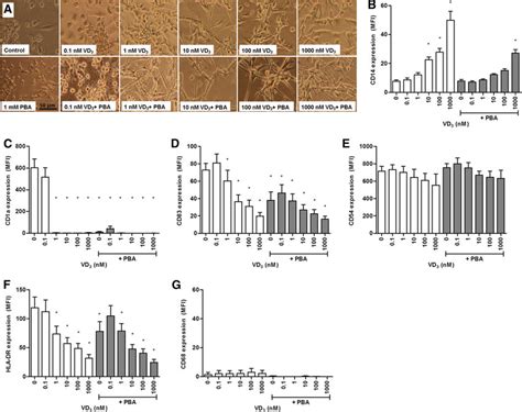Morphology And Cell Surface Molecule Expression By Human Vitd 3 Download Scientific Diagram