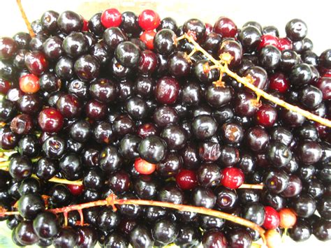 100 Black Cherry Wallpapers