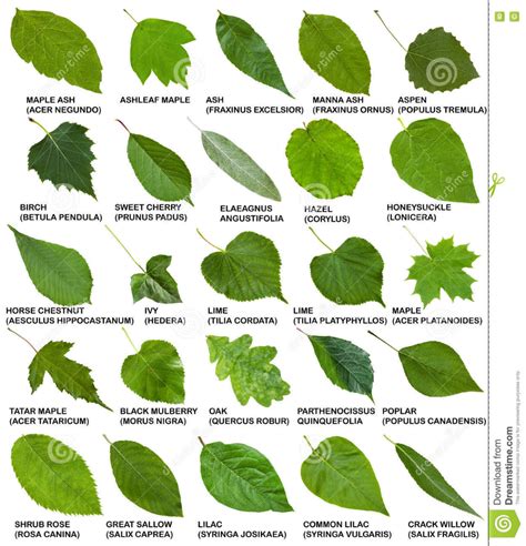 Green Leaves Of Trees And Shrubs With Names Stock Image Image Of Morus Collage 77218635