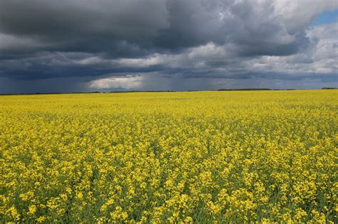 Filecanola Field Wikimedia Commons
