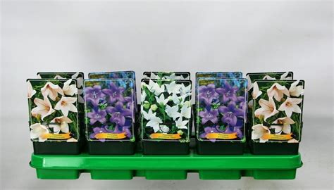 Platycodon Grandiflorus Mix — Mayorista De Plantas Floraccess