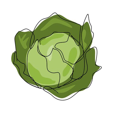 Cabbage With One Continuous Single Line Drawing Style Color Vector Design 29443592 Vector Art