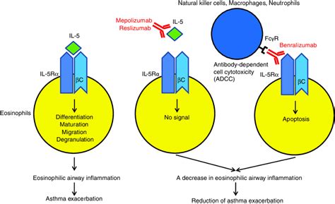 1 Il 5 Signaling And Biologics Il 5 Binds To The Il 5 Receptor α