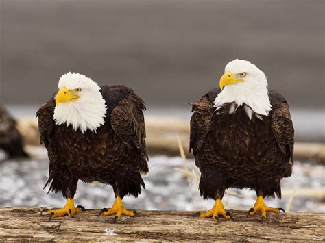 Do Bald Eagles Mate For Life Birdfact