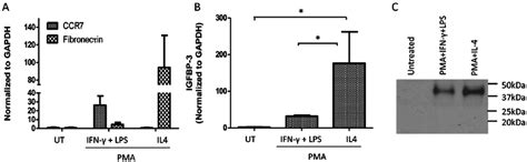 Differential Expression Of Igfbp 3 In Classically And Alternately