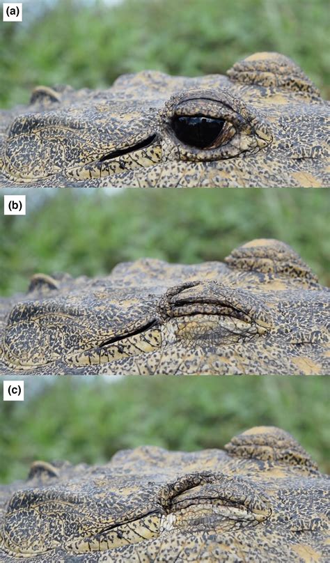 The Orbitalauricular Chord Of Alligator The Unusual Functional Linkage