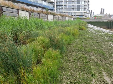 River Gardens Intertidal Habitat Salix