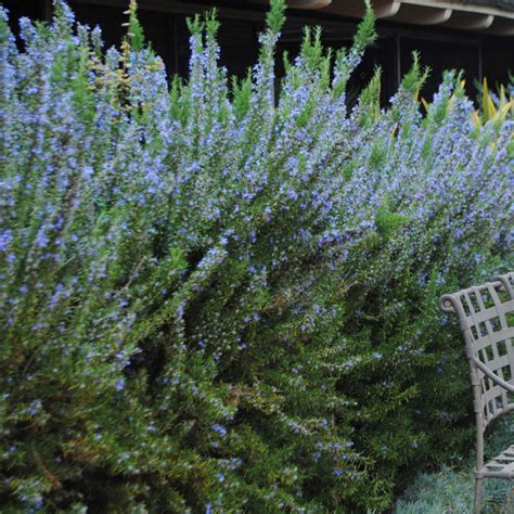 Rosmarinus Officinalis Tuscan Blue Alvarez Nursery