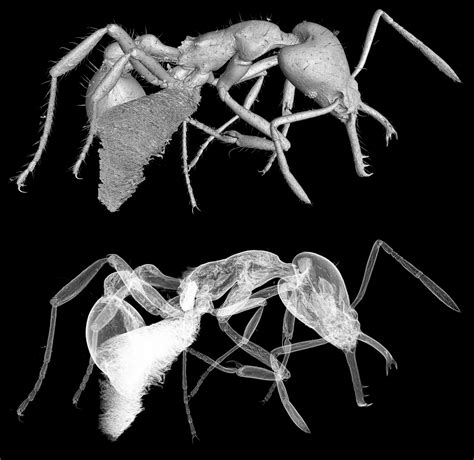 Strumigenys Ayersthey Mct Blog