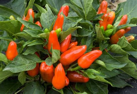 10 Types Of Ornamental Peppers You Can Grow