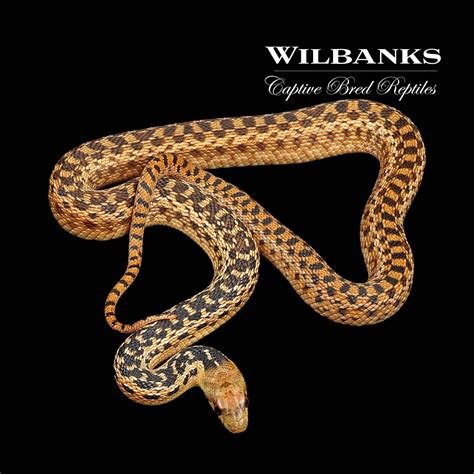 100 Het Applegate Albino San Diego Gopher Snake By Wilbanks Captive Bred Reptiles Morphmarket 100 Het Applegate Albino San Diego Gopher Snake By Wilbanks Captive Bred Reptiles Morphmarket
