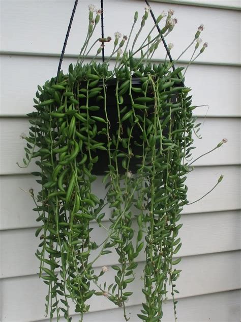 String Of Beans Aandj Garden Nursery