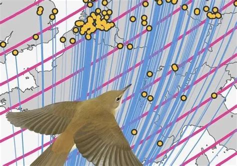 Las Aves Utilizan El Campo Magnético De La Tierra Como Señales De Alto Cuando Migran