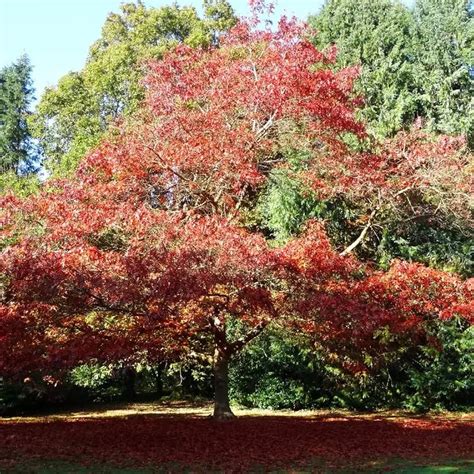 El Roble Joven Para Su Crecimiento Y Cuidado Guía De Arbolado