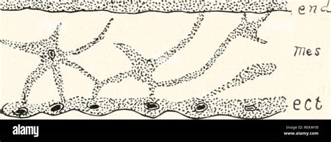 La Civic A Biologia Presentato In Problemi Biologia Servizi Igienici Parte Di Una Spugna