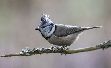 Crested Tit Facts Identification Diet Migration Info Etc