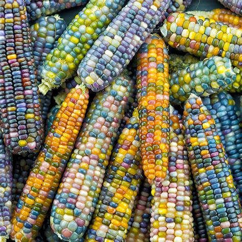 Corn Seeds Glass Gem Vegetable Seeds In Packets And Bulk Eden Brothers