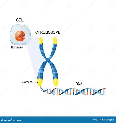Telomeres Shorten With Age Diagram Vector Illustration Cartoondealer