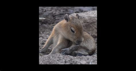 Capybara Pup Capybara Pup Sticker Teepublic