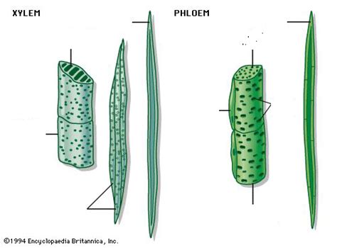 Vascular Tissue In Plants