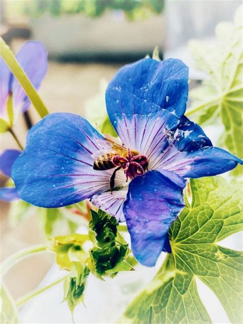 Andrew Kinnison On Linkedin “the Air Is Like A Butterfly With Frail Blue Wings The Happy Earth